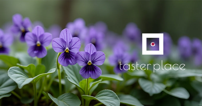 Violet aroma in wines – TasterPlace